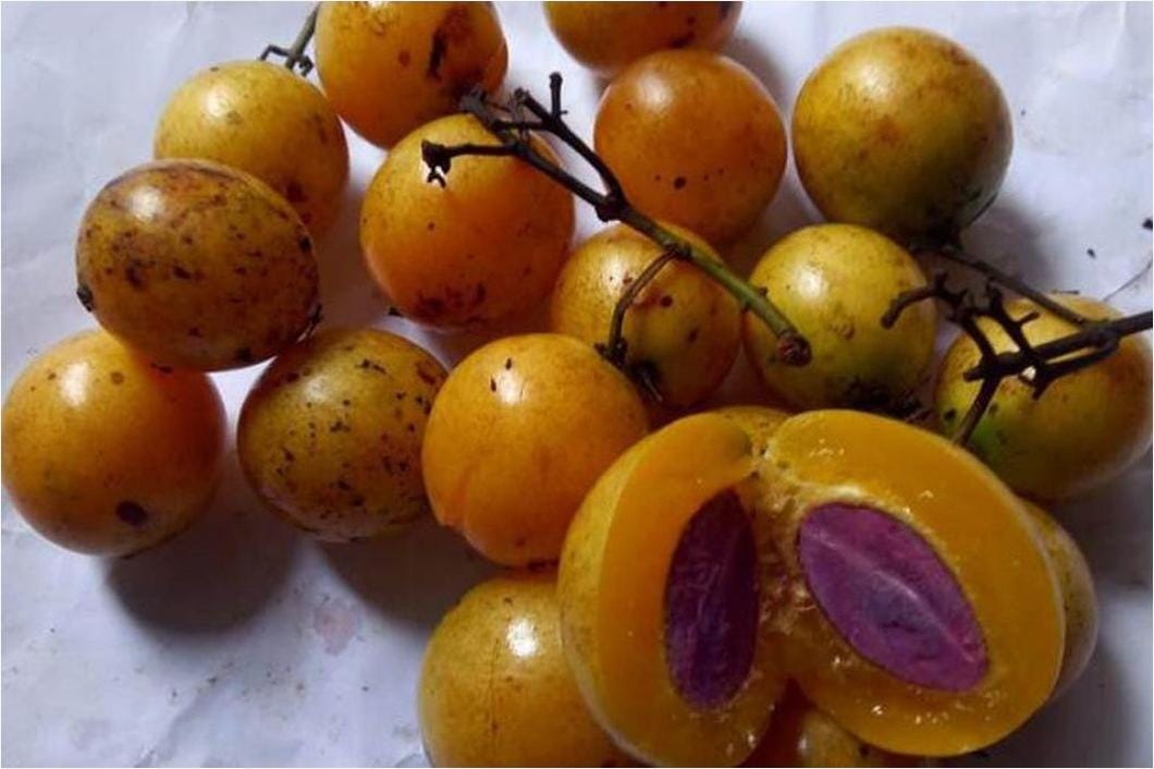 Bibit Pohon Gandaria Jatake Jepara Terlengkap | by Agro Tani Berkarya ...