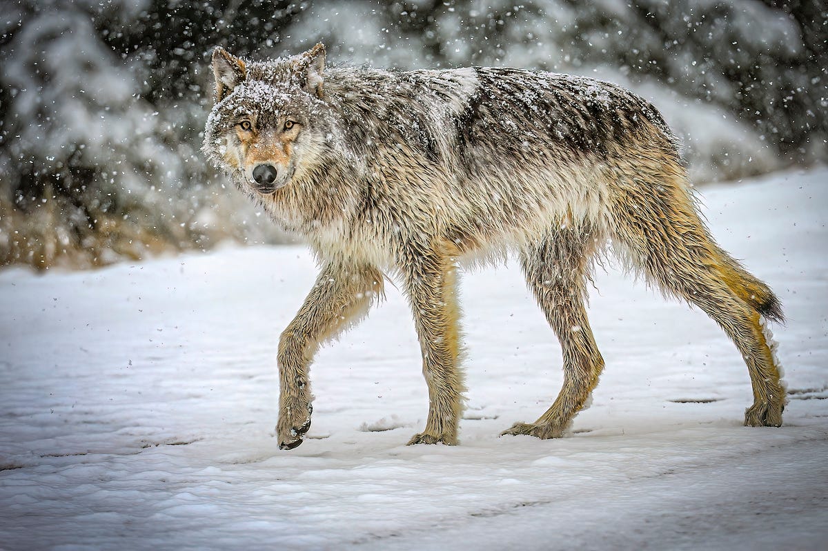 One Man’s Cruelty to a Wolf Is Changing Wyoming Law | by Quentin Septer ...
