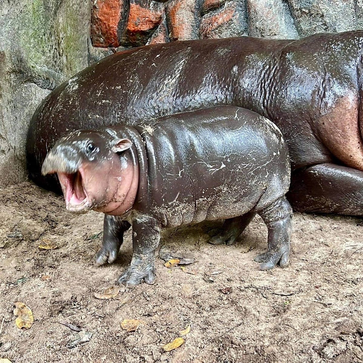 Moo Deng the Hippo: Thailand’s Adorable Water-Dwelling Star | by Jimmy ...