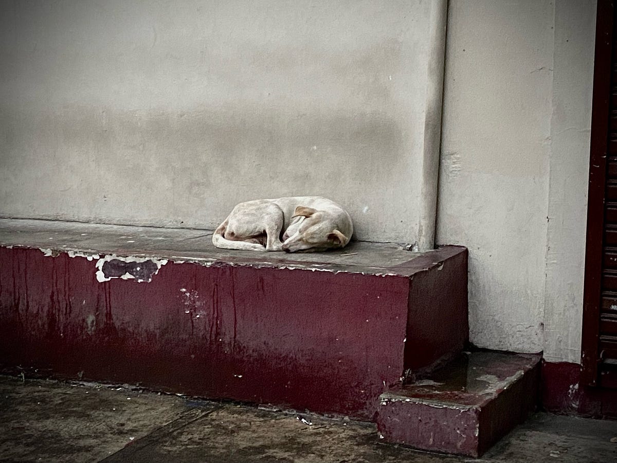 Caught In The Storm:. How Typhoons Impact Stray Animals and… | by ...