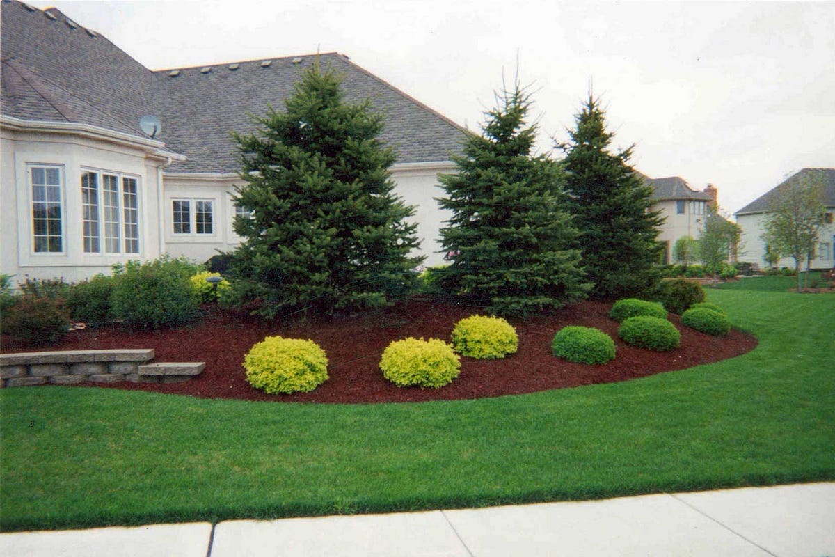 Evergreen Trees — Everything you‘ve Ever Wanted to Know | by ...