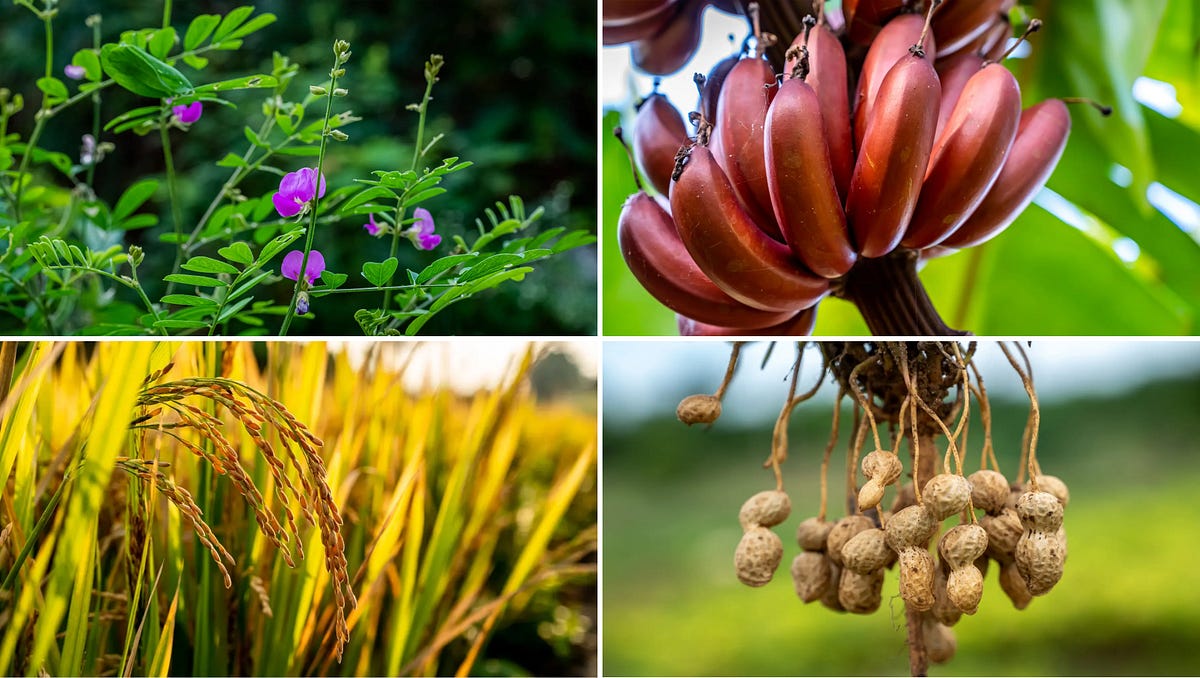 Discovering 90+ Plant Varieties with Stunning Images: Part 1 on ...