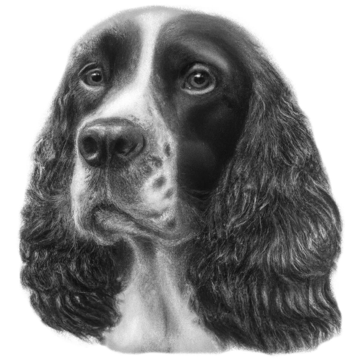 A poem about an English Springer Spaniel | by Jason Harper | PortraitsofDogs.com | Medium