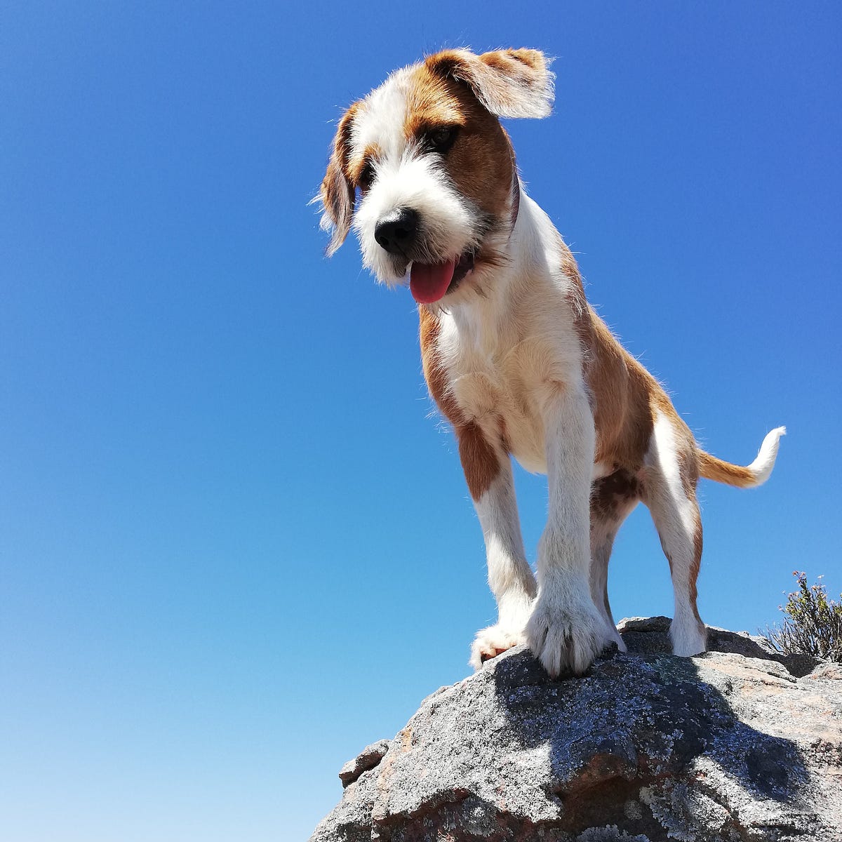 Pure. Dogs are joy incarnate | by Mieke van der Merwe | Medium