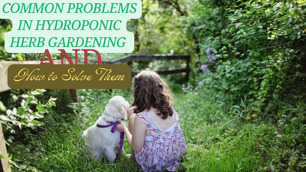 Common Problems in Hydroponic Herb Gardening and How to Solve Them | by ...