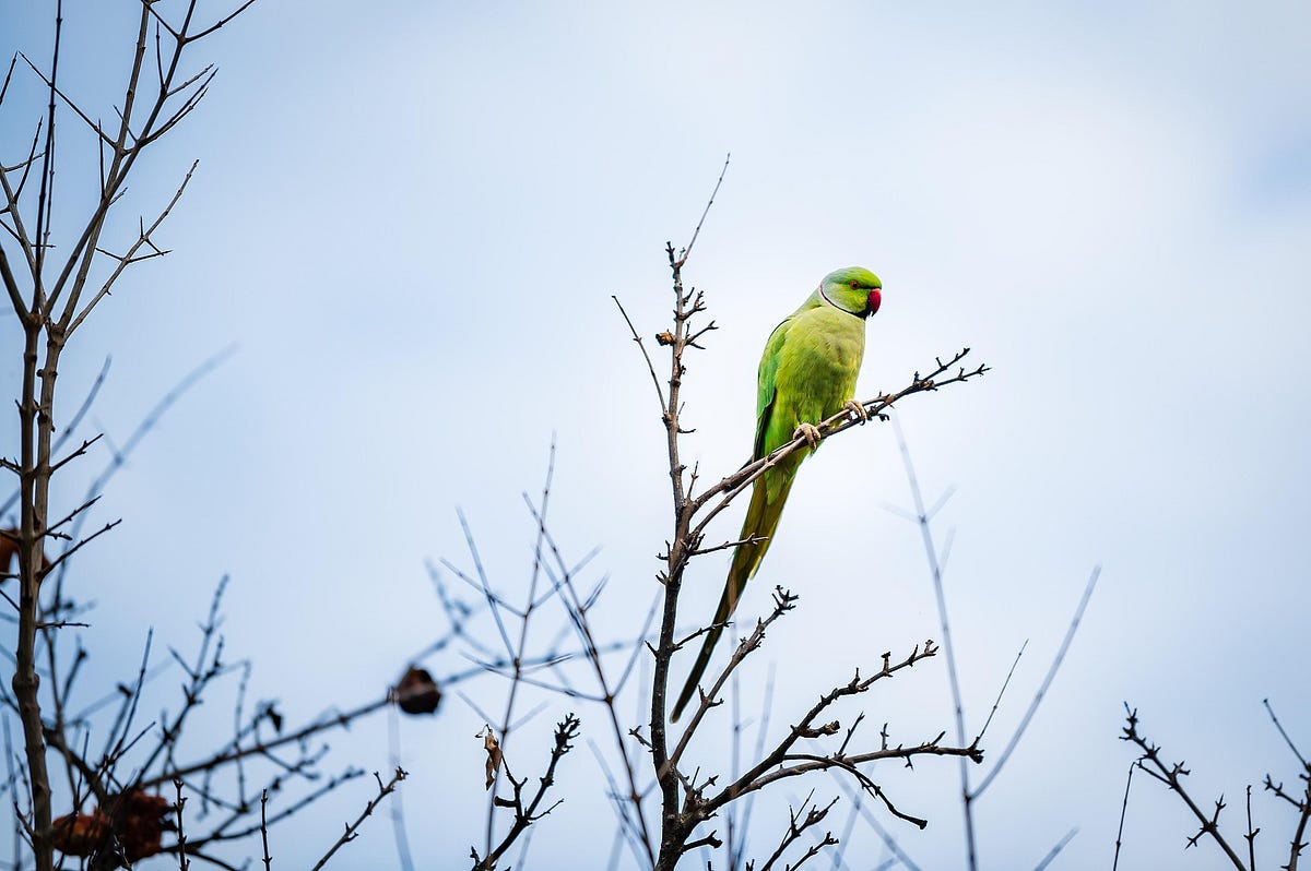 The Parrot Who Didn’t Repeat. The third time in that week saw Kiki ...