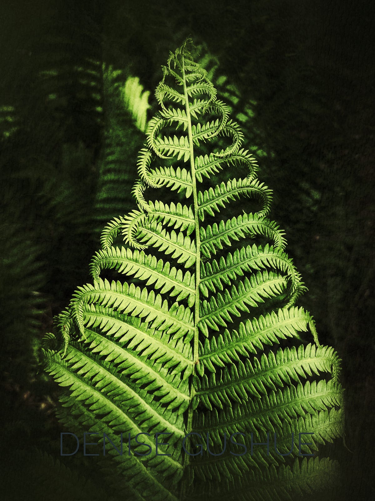 The Hush. A poem in response to Dennett's prompt… | by Denise G | Weeds ...