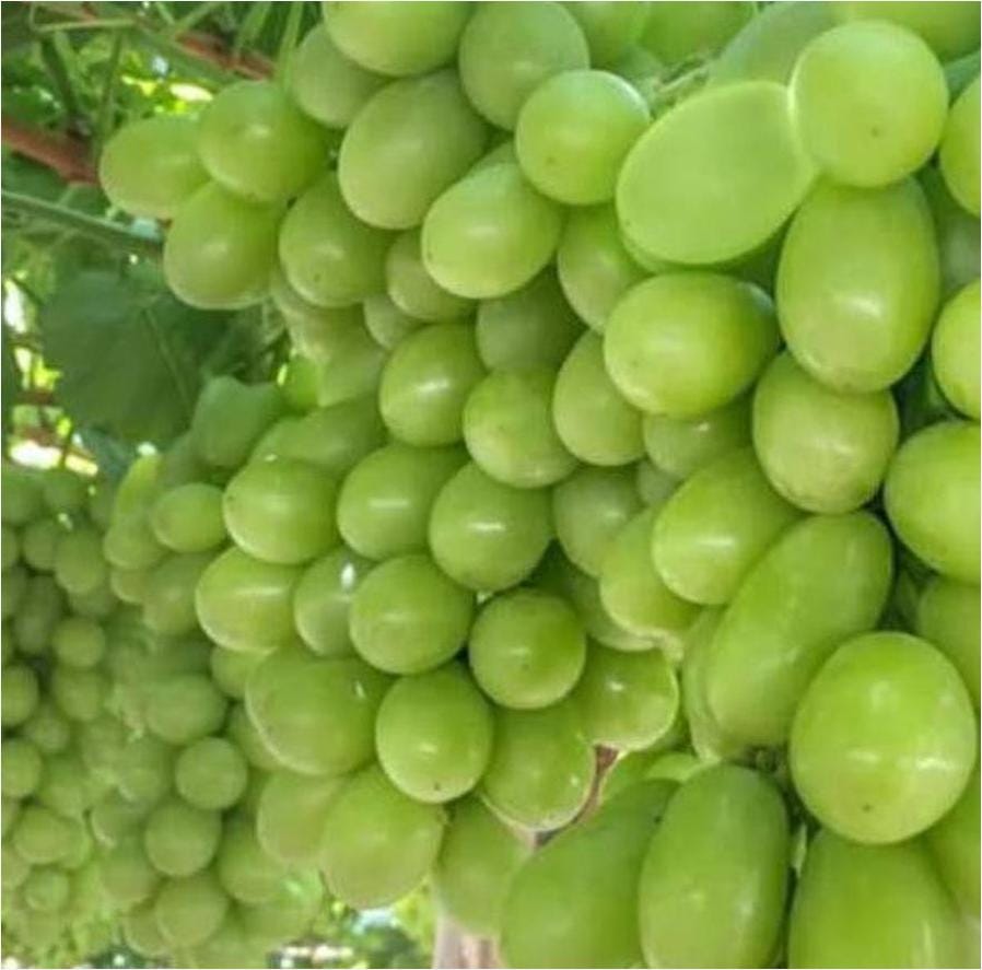 Bibit Anggur Promo Hijau Jumbo Super Manis Muraaaah Buruaaan Banyuwangi ...