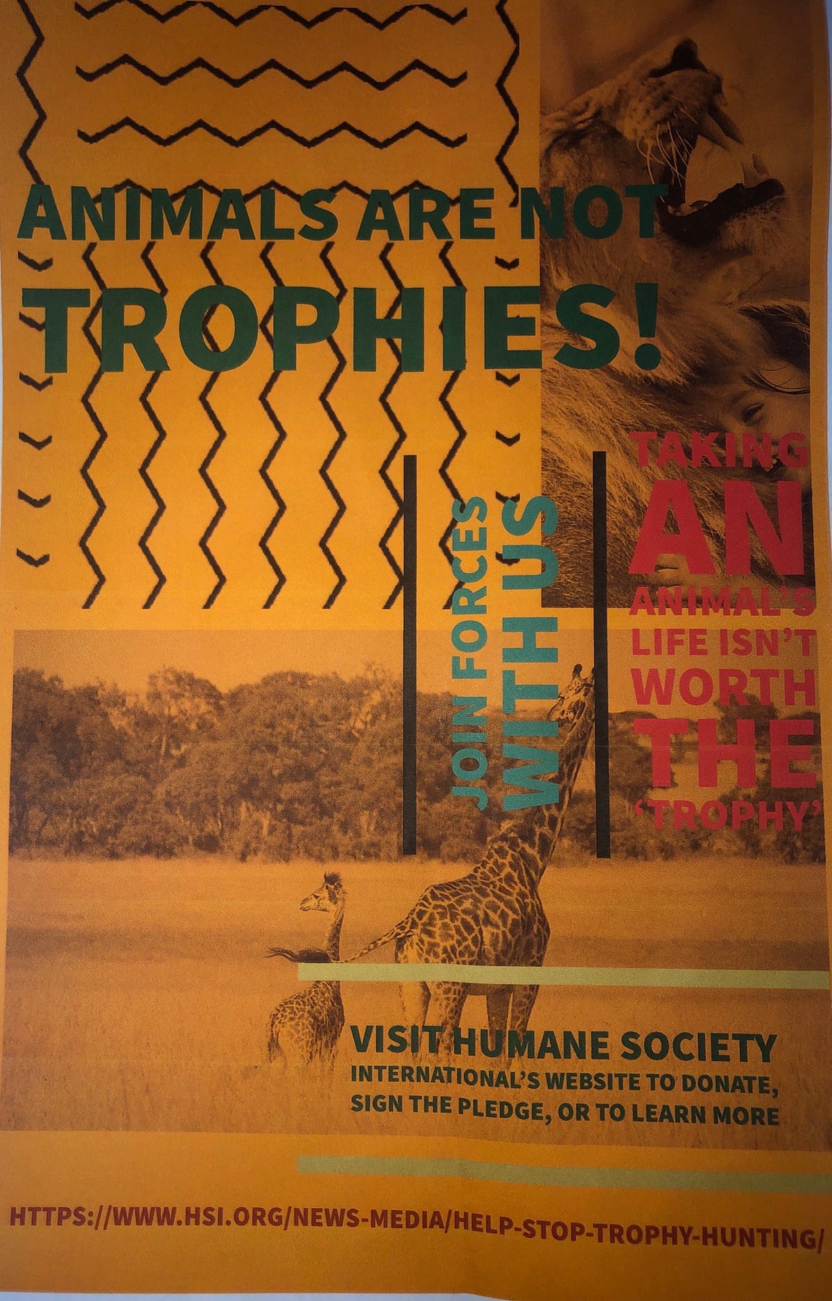 A Call to Action to Stop Trophy Hunting | by Jennifer Bradshaw | Medium