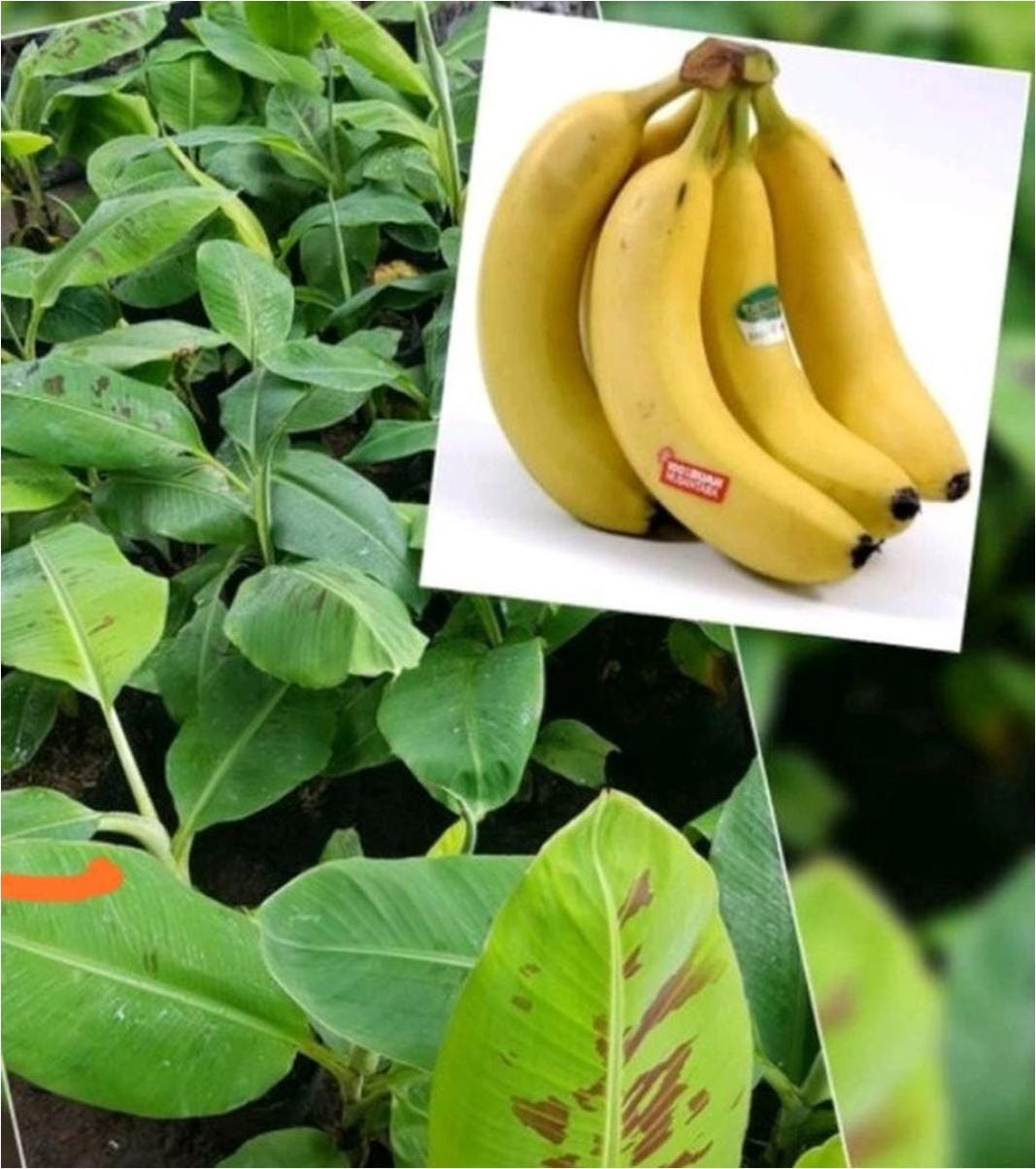 Bibit Pisang Cavendish Sunpride Kavendish Tanam Sekali Panen Berkali ...