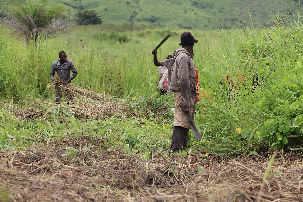 Seeds of change. New investors, family farmers and the… | by Jean ...