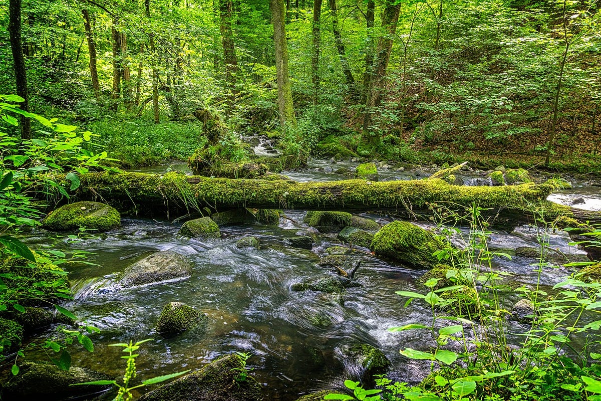 Lessons From Moss. A Poem on Lessons Learned From Moss | by Jonathan ...