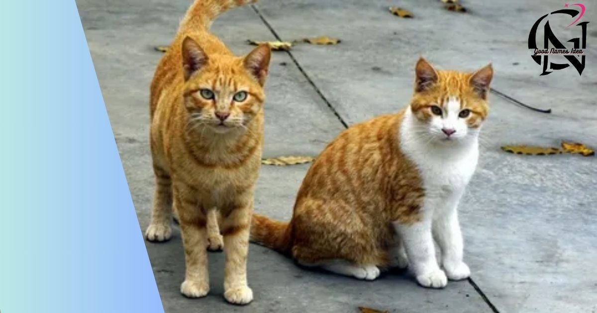 365+Cute & Best Cat Names. Cat Names identify individual cats and… | by ...