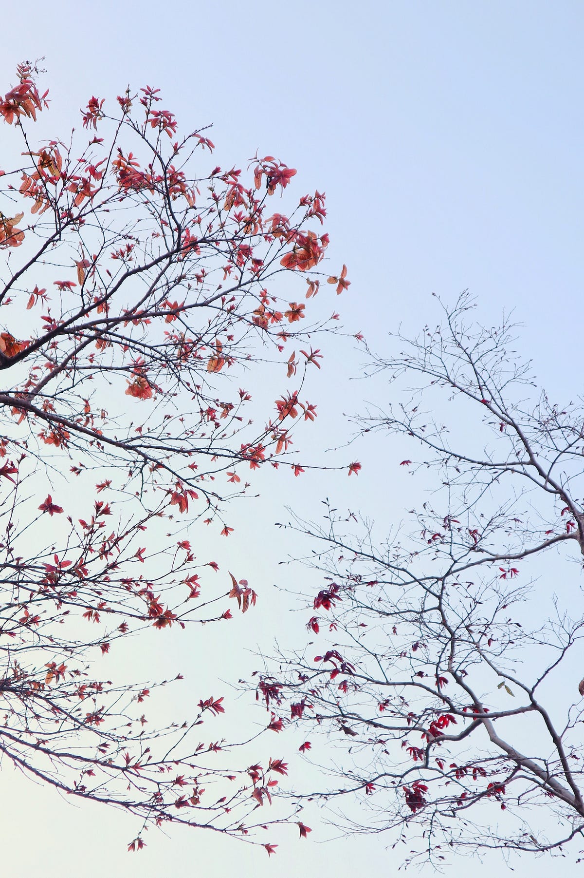 Haiku: Autumn Passion. Wind undresses Tree. | by Sylph Hemery | Medium