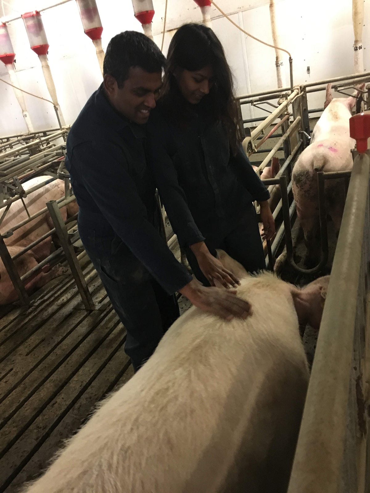 HOW BIASES IN STUDY DESIGNS MAKING CURRENT FARM ANIMAL WELFARE RESEARCH ...