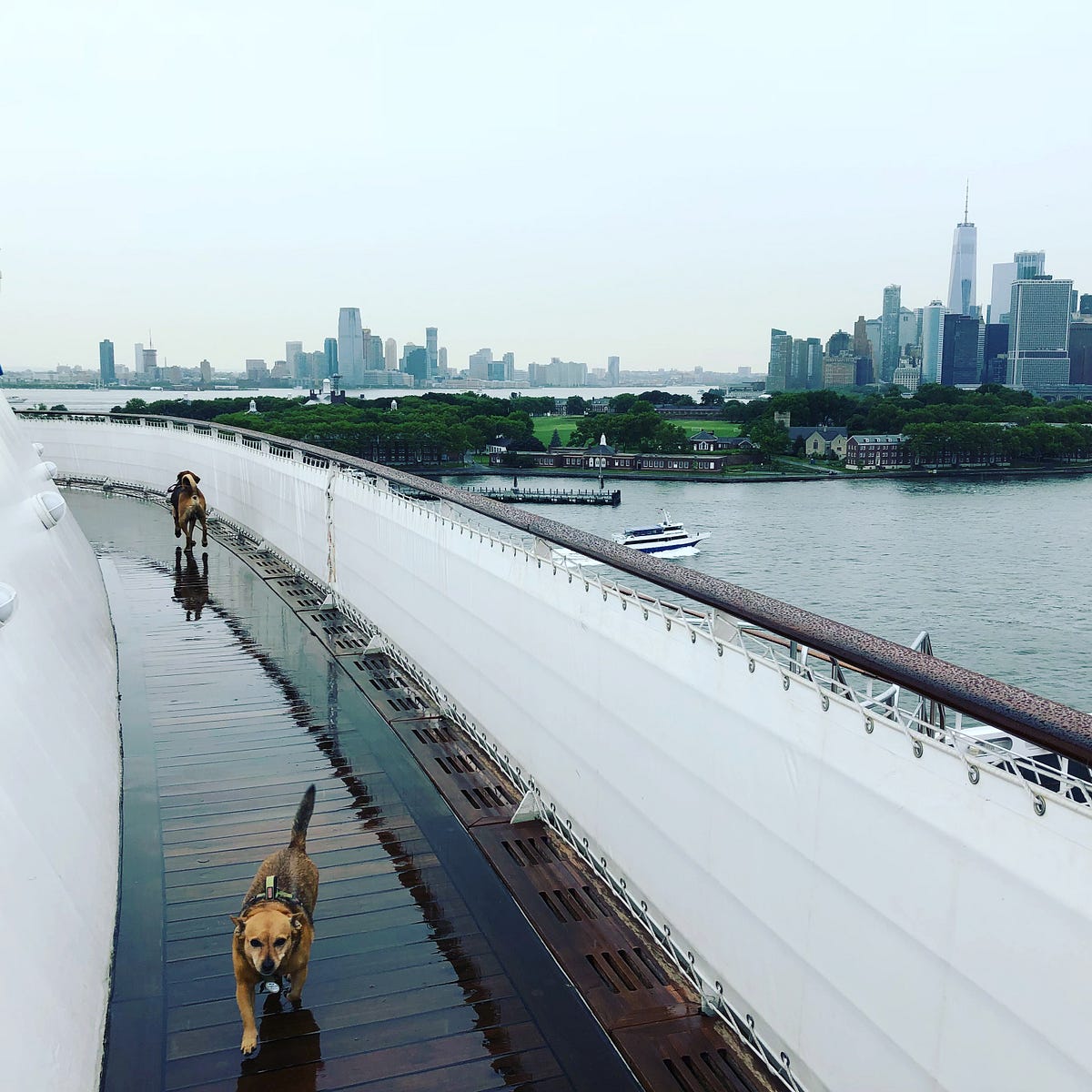 DOGS ON THE QM2: DAILY LIFE IN THE KENNELS — PART THREE OF FOUR | by ...