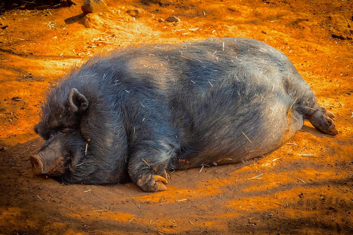Adobe Pigs Out (Again). Adobe recently announced their purchase… | by ...