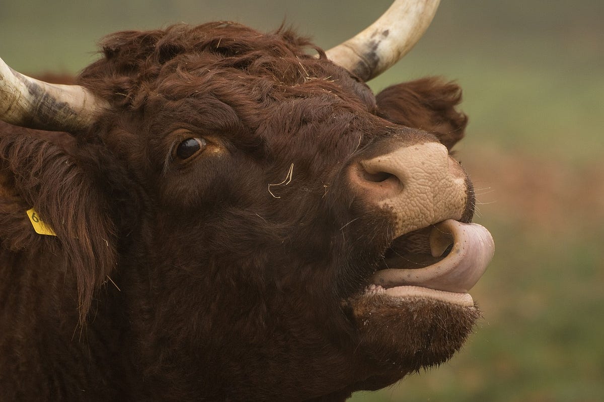 Are Taurine’s Benefits Just a Bunch of Bull? | by John Kruse MD, PhD ...