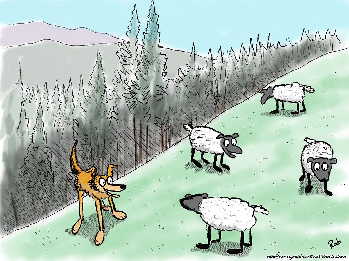 Lesser-Known Dog Breeds – The Slope-Side Shepherd | by Rob Middleton ...