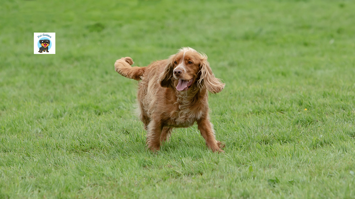 Why Do Dogs Wag Their Tails?. Dogs wag their tails primarily as a… | by ...