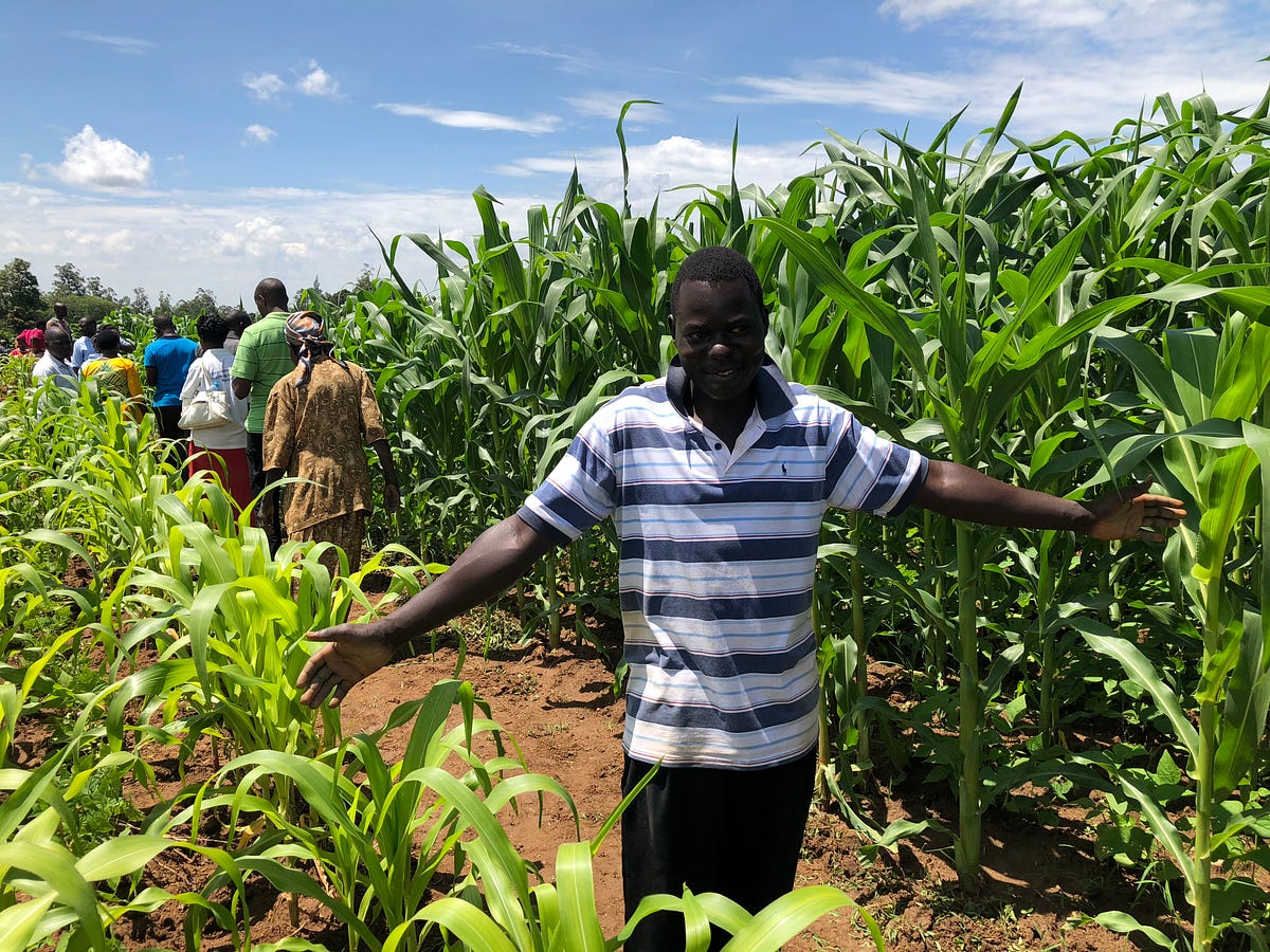 Amazing maize: churches lifting farming communities out of poverty | by ...