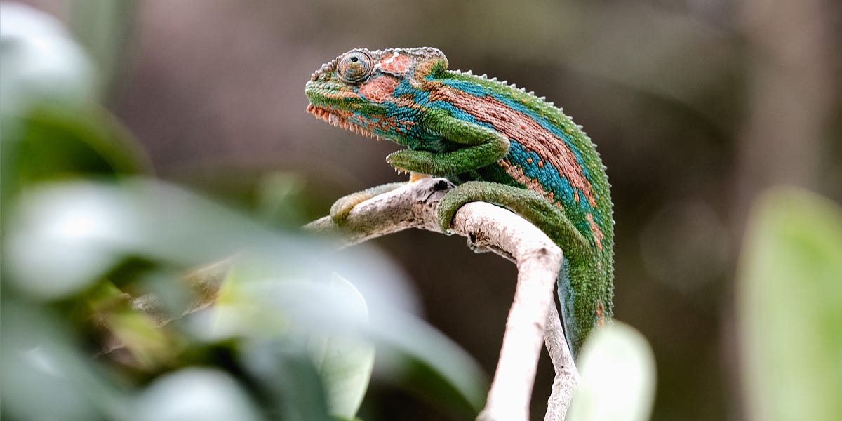 Chameleons of the Workplace. Why Your Autistic Workers Mask. | by ...