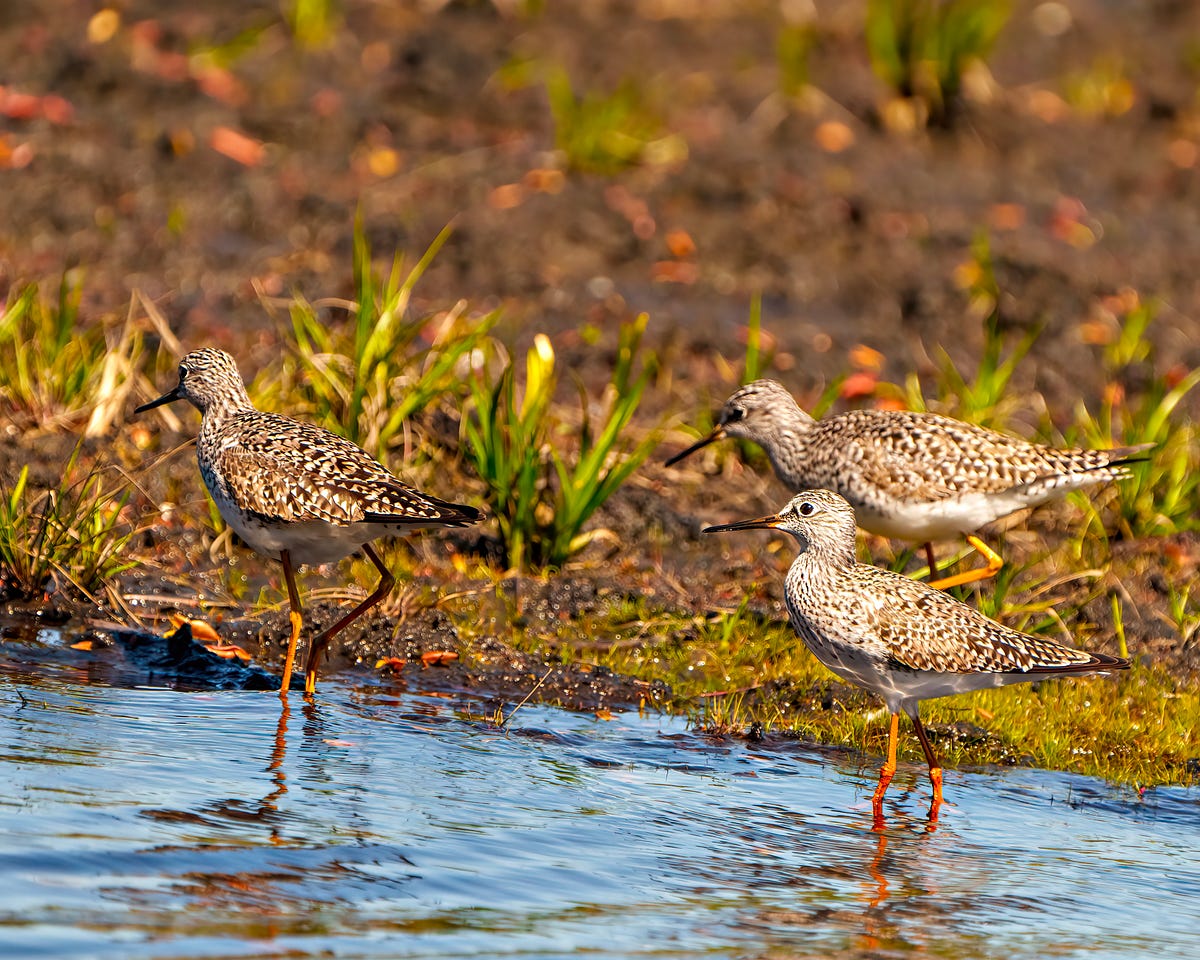 Small coastal site in Atlantic Canada supports diversity of shorebirds ...