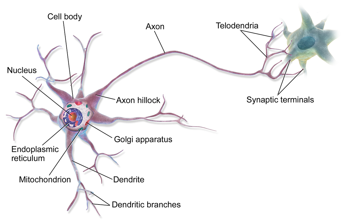 The Birth of Artificial Neurons: McCulloch and Pitts’ Revolutionary ...
