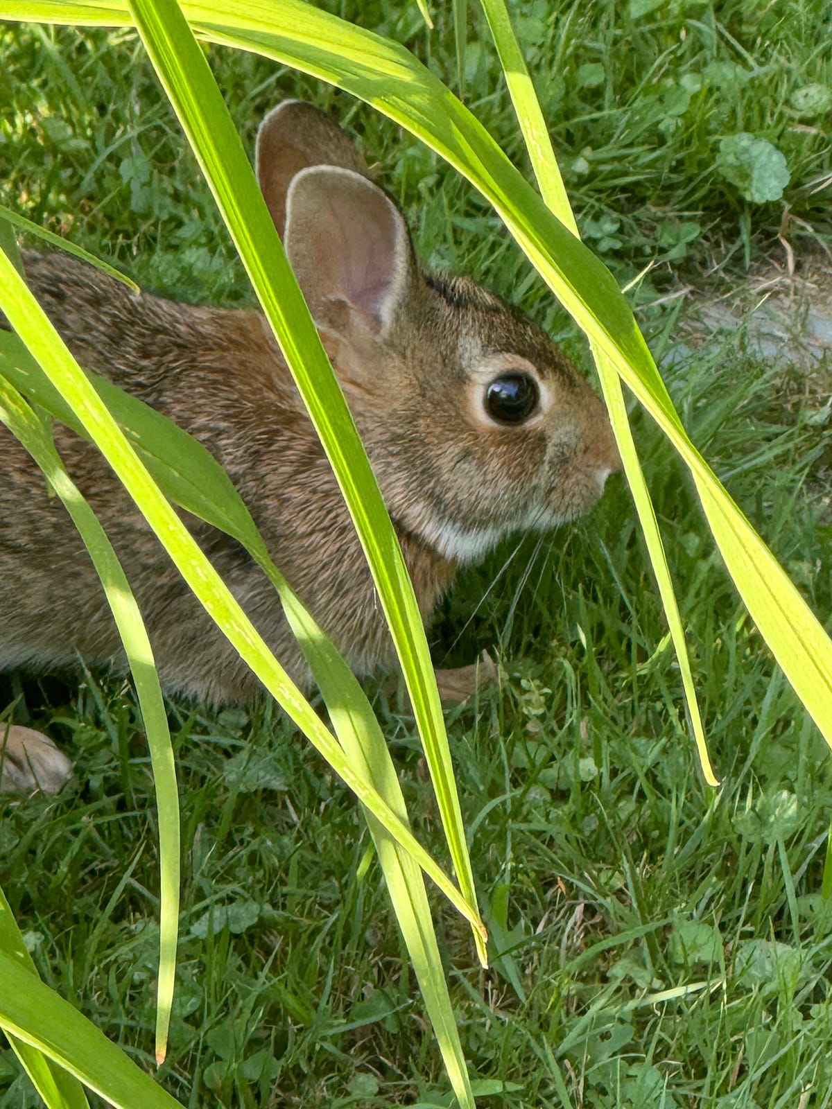Cottontail Stares Down A Human Being - The Daily Cuppa - Medium