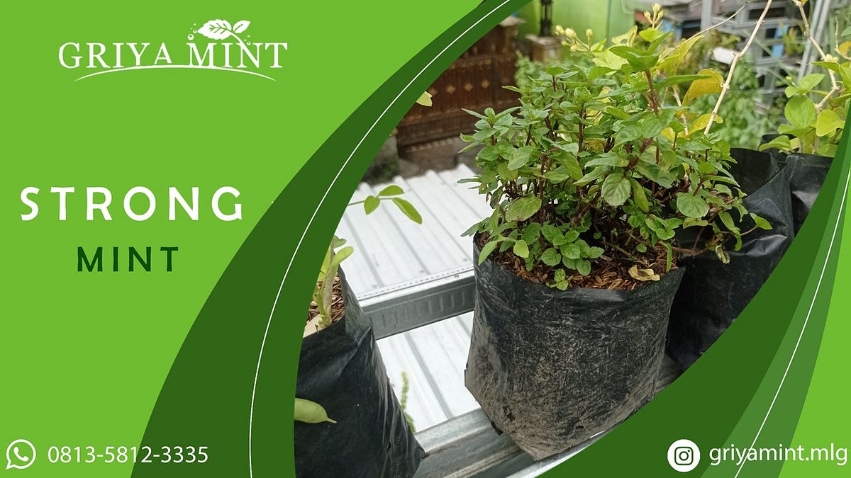 FRESH, Strong Mint Malang - Bibttanamandaunungu - Medium