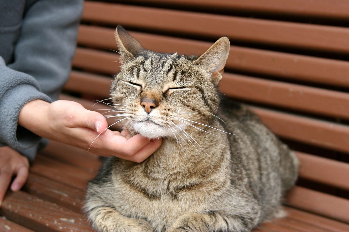 12 Signs Your Cat Is Bored. We mindlessly snack on bad carbs or… | by ...