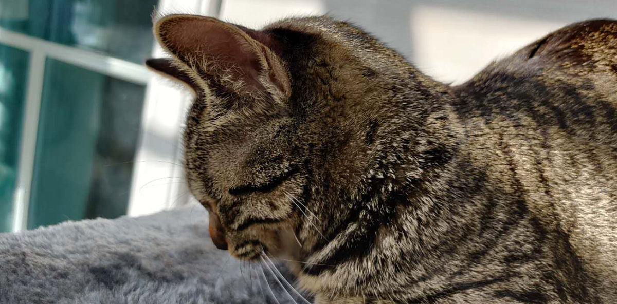 Basic SQL queries in a nutshell. Constraints: | by tan21098 | Medium