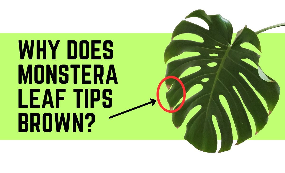 Why does Monstera Leaf Tips Brown? Some Secrets | by Atik Faysal | Jul, 2024 | Medium