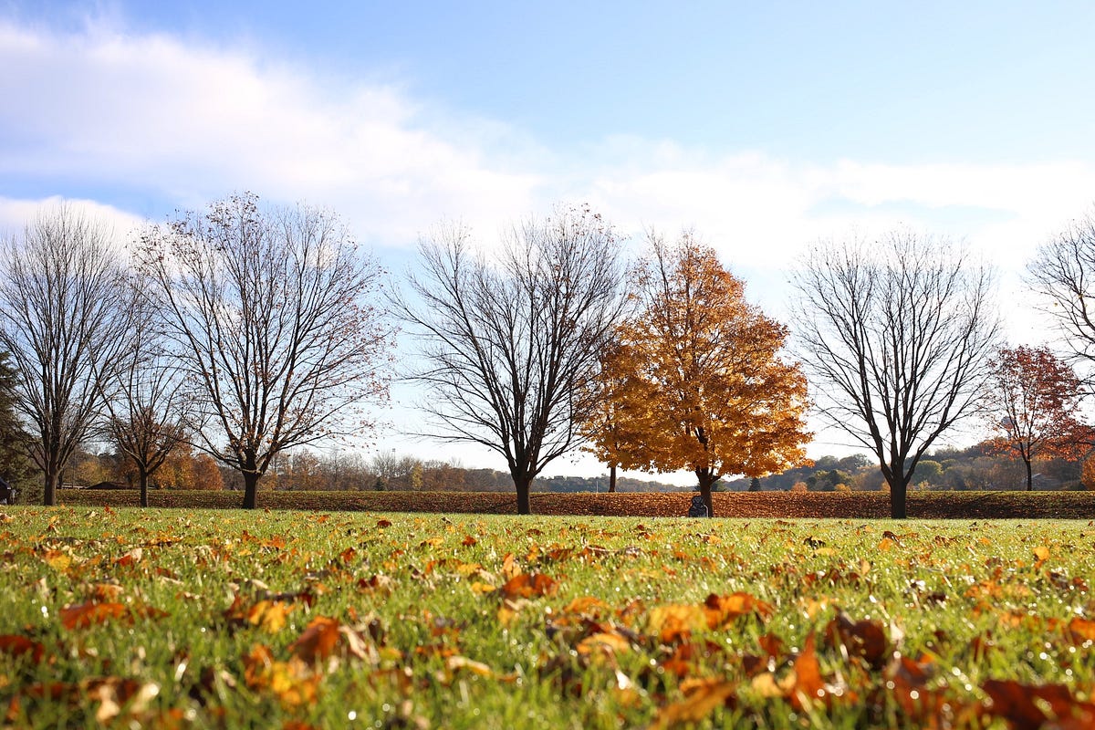 Thistles & Thorns: A Headstone and a Possibly Possessed Tree | by Rick ...