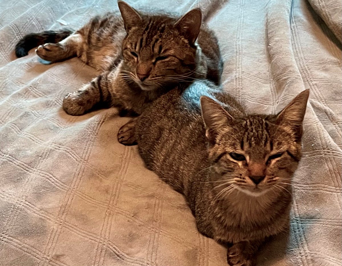 Yes Barb, Kitty Smiles Are THE BEST | by Denise Darby | Six Word Photo ...