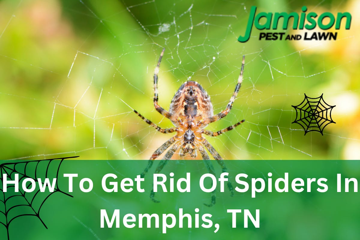 How To Get Rid Of Spiders In Memphis, TN - Jamison Pest and Lawn - Medium