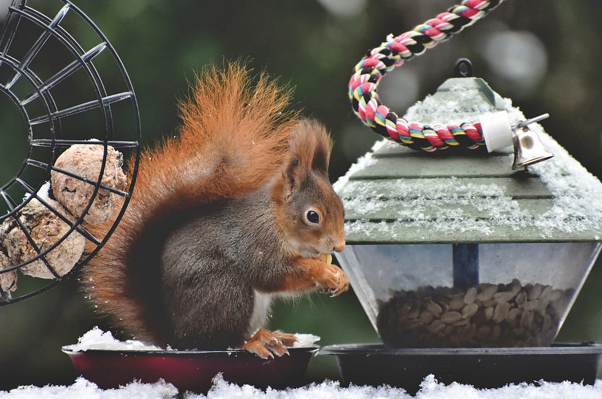 Think Like a Squirrel. They’ve got creativity locked | by C. M. Barrett ...