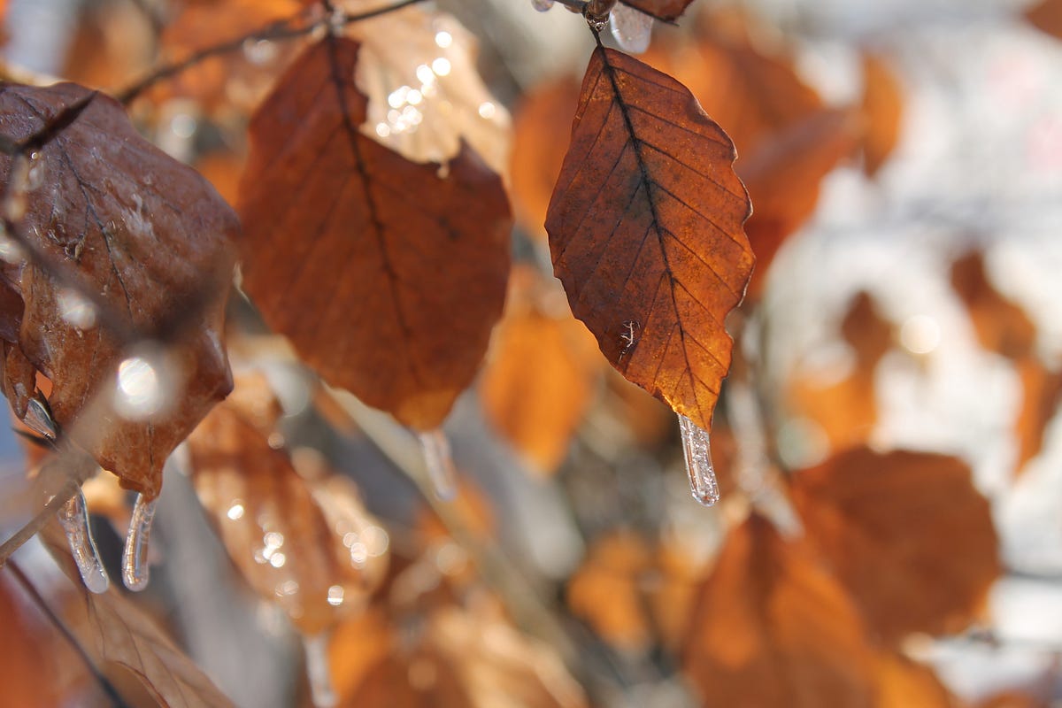 AUTUMN LEAF, PREMONITION….Written just before covid visited us, and ...