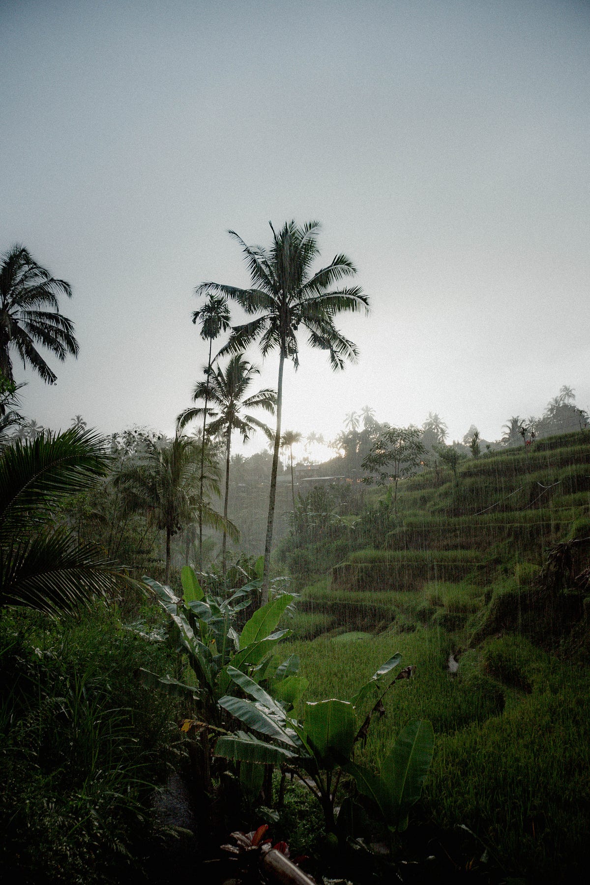 Symphony of Rainfall: Exploring Papua New Guinea’s Pristine Forests and ...