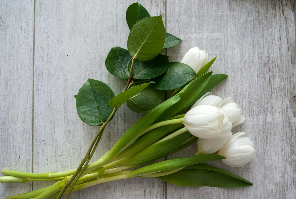 A White Tulip’s Promise. As I stood in the quiet solitude of the… | by ...
