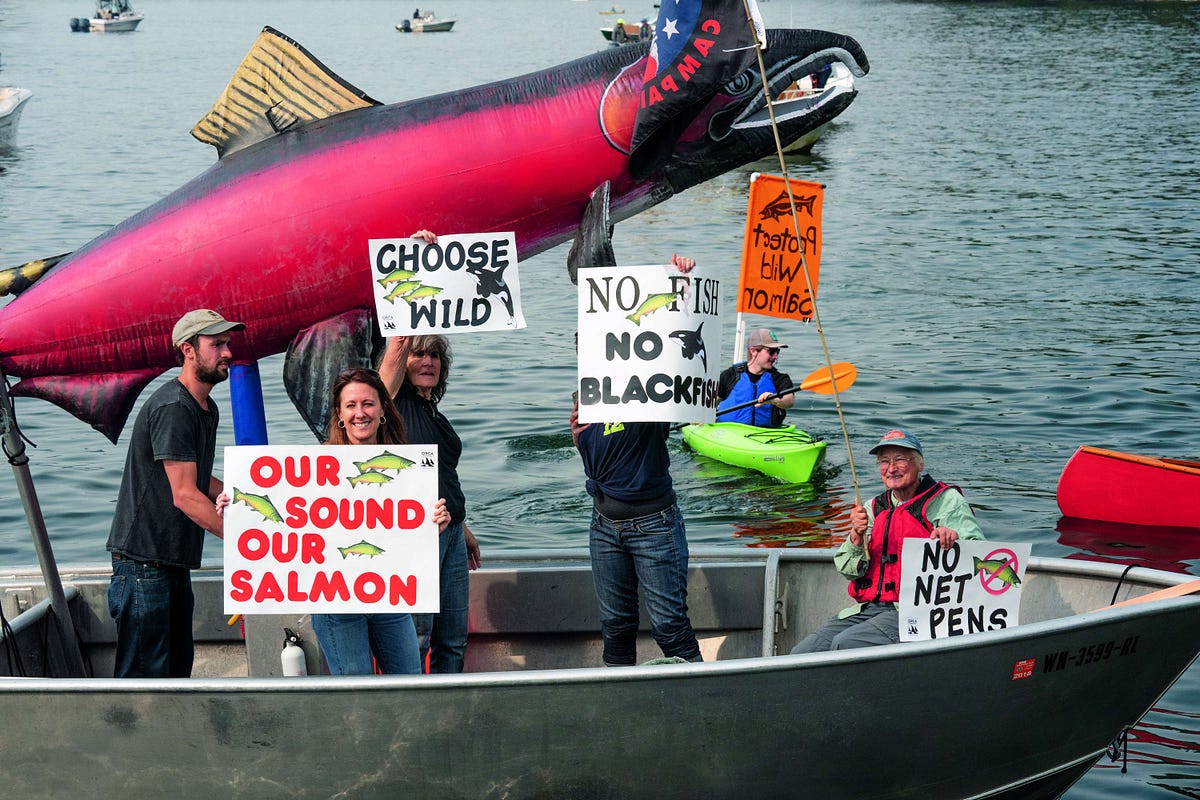 Saving salmon. Wild salmon are being driven to… | by Grin | Grin