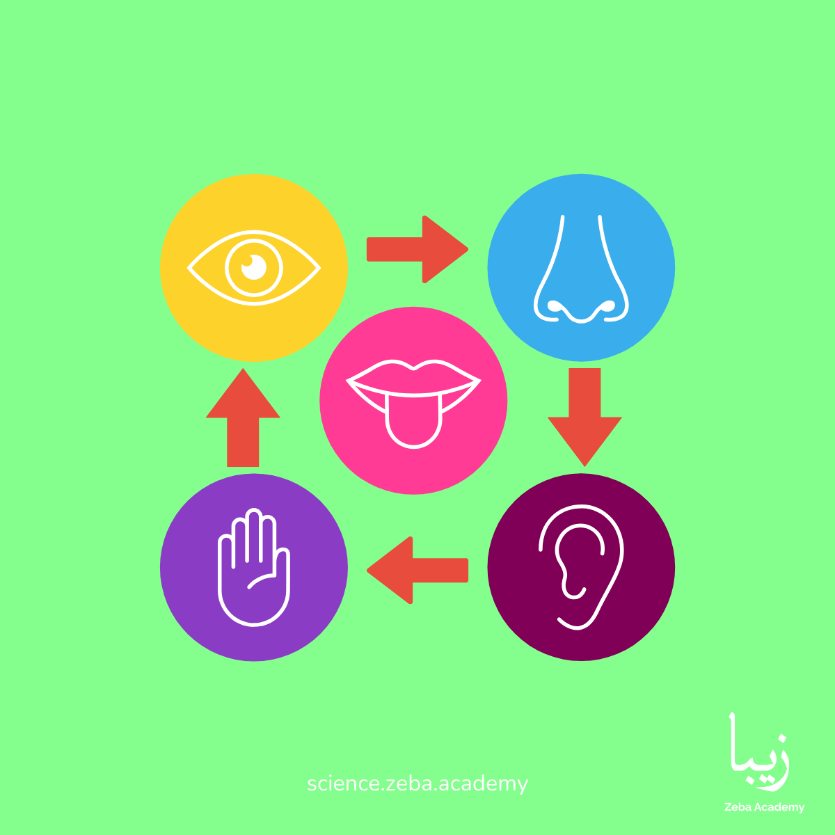 Super Senses: Exploring the Wonders of Human Perception | by Zeba ...