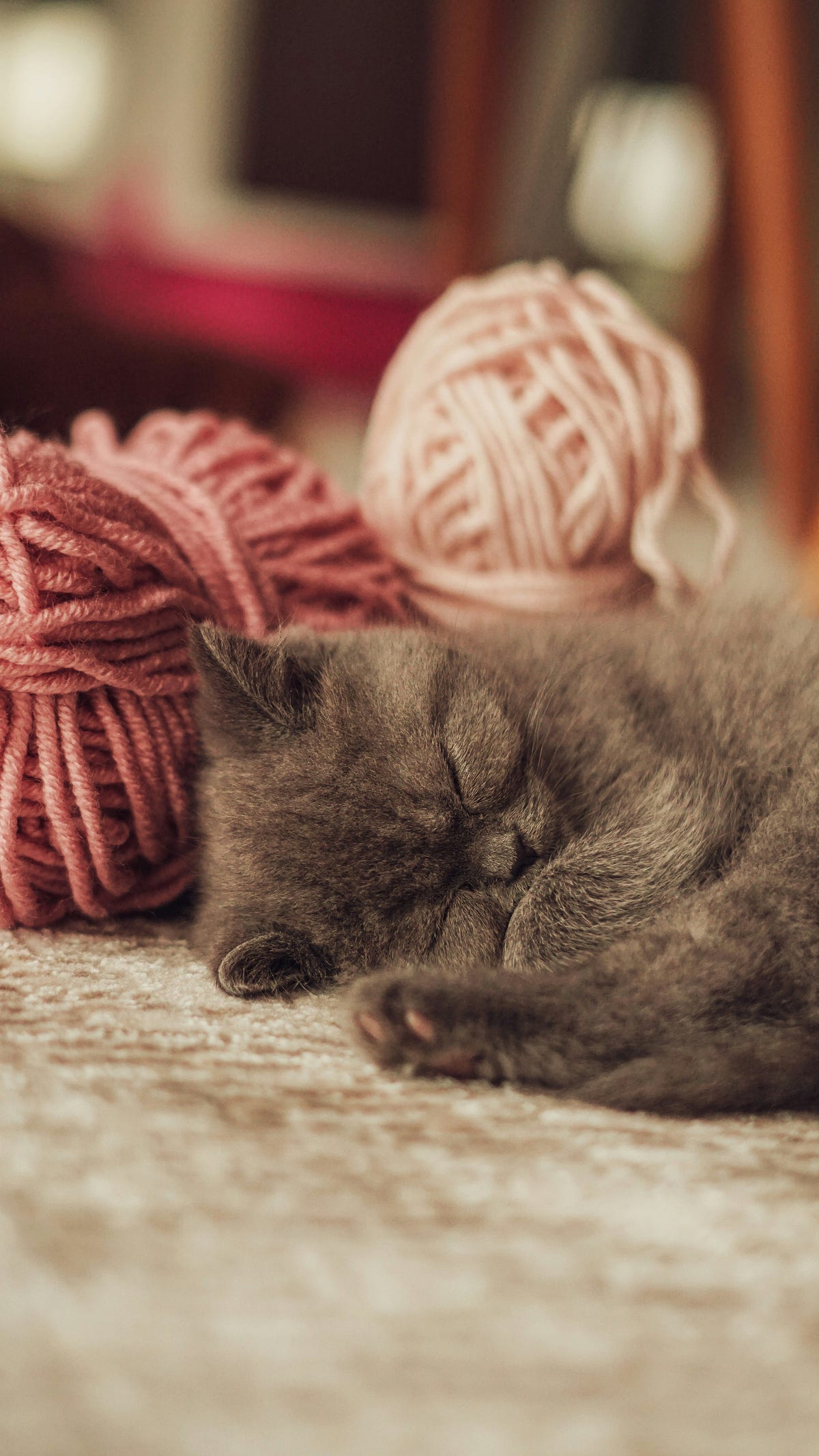 Frolicsome Felines vs Knitting. Light-years ago when I was in senior ...