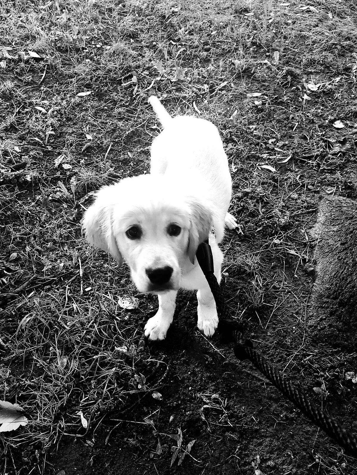 Pawsitively Inspired: How My Dog Drives Me! | by Felix Story | RadiantU ...
