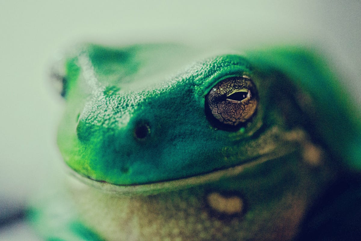 The Frog Thing in Portugal. So. About the frog thing in Portugal… | by ...