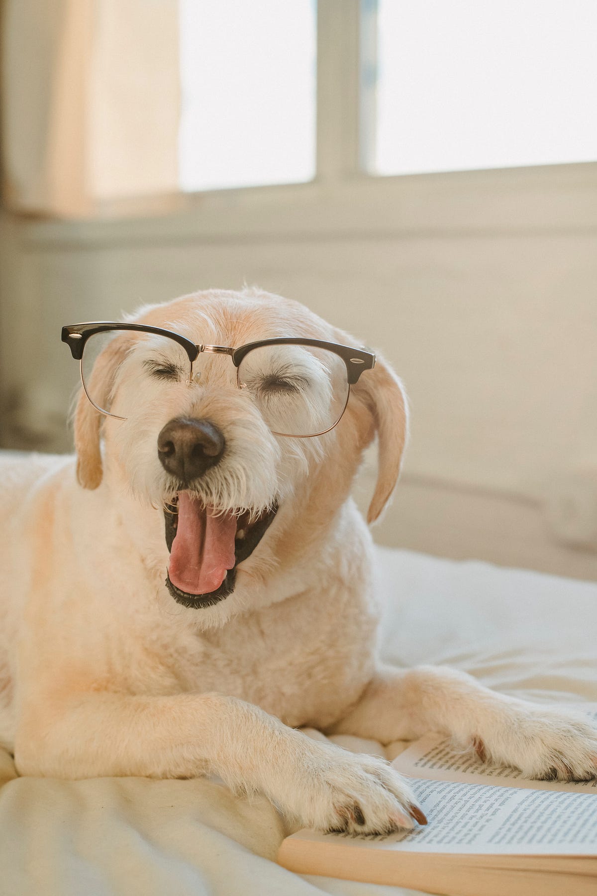 Dog Quiz Answers Revealed!. How well did you do? | by Ruby Noir 😈 | Pet ...
