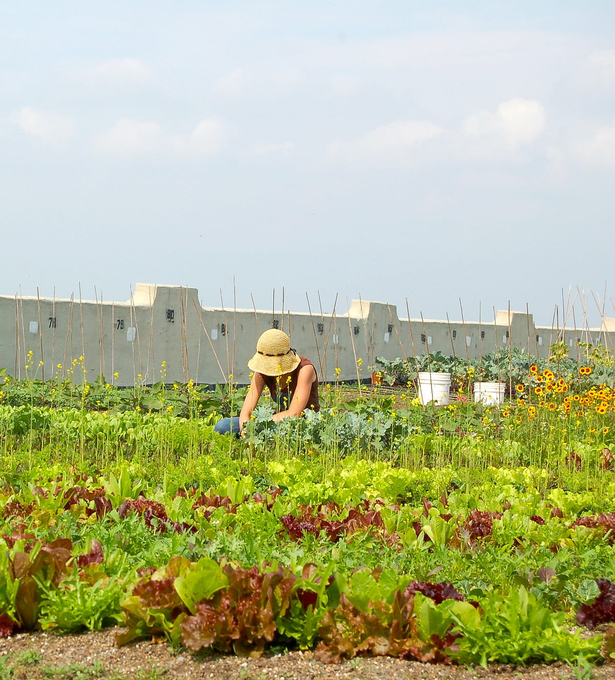 Digging Deeper into the Farm-to-Table Movement | by Kate Weiner ...