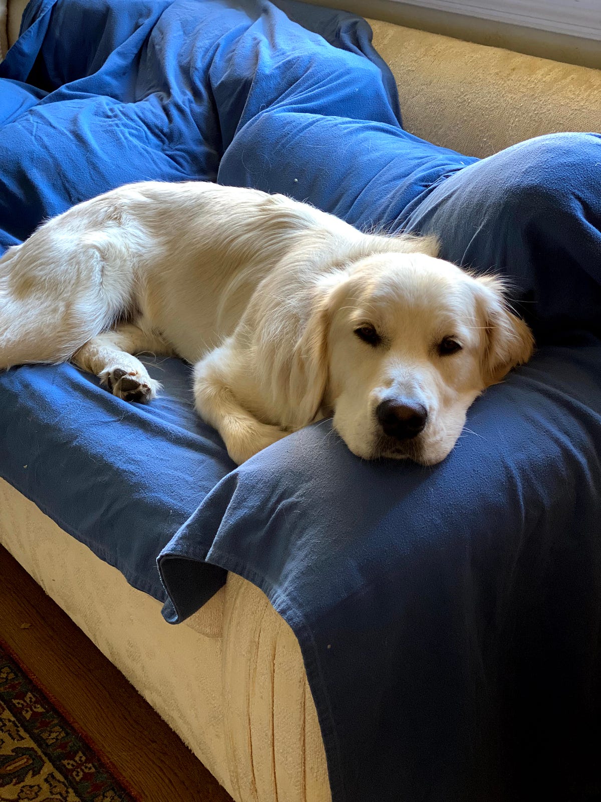 Teddy — Our Travel Companion - Working Nomad Adventure - Medium
