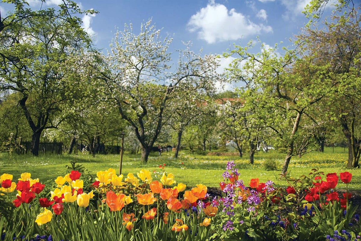 The Beauty of Spring Season:. Colorful blossoms | by Laiba Hanif | Medium