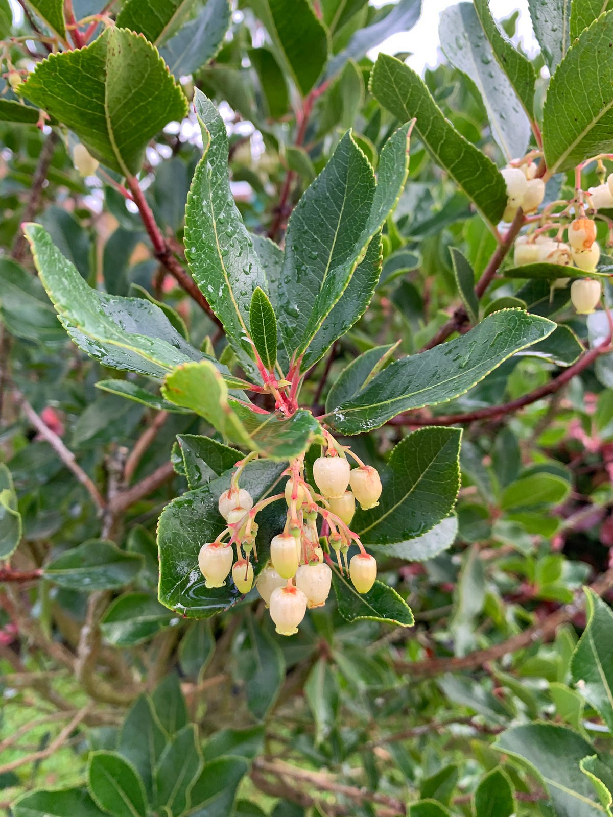 Opinion – Horticulturalists are OVERlooked and UNDERvalued… time for change | by Jonathan Swain ...